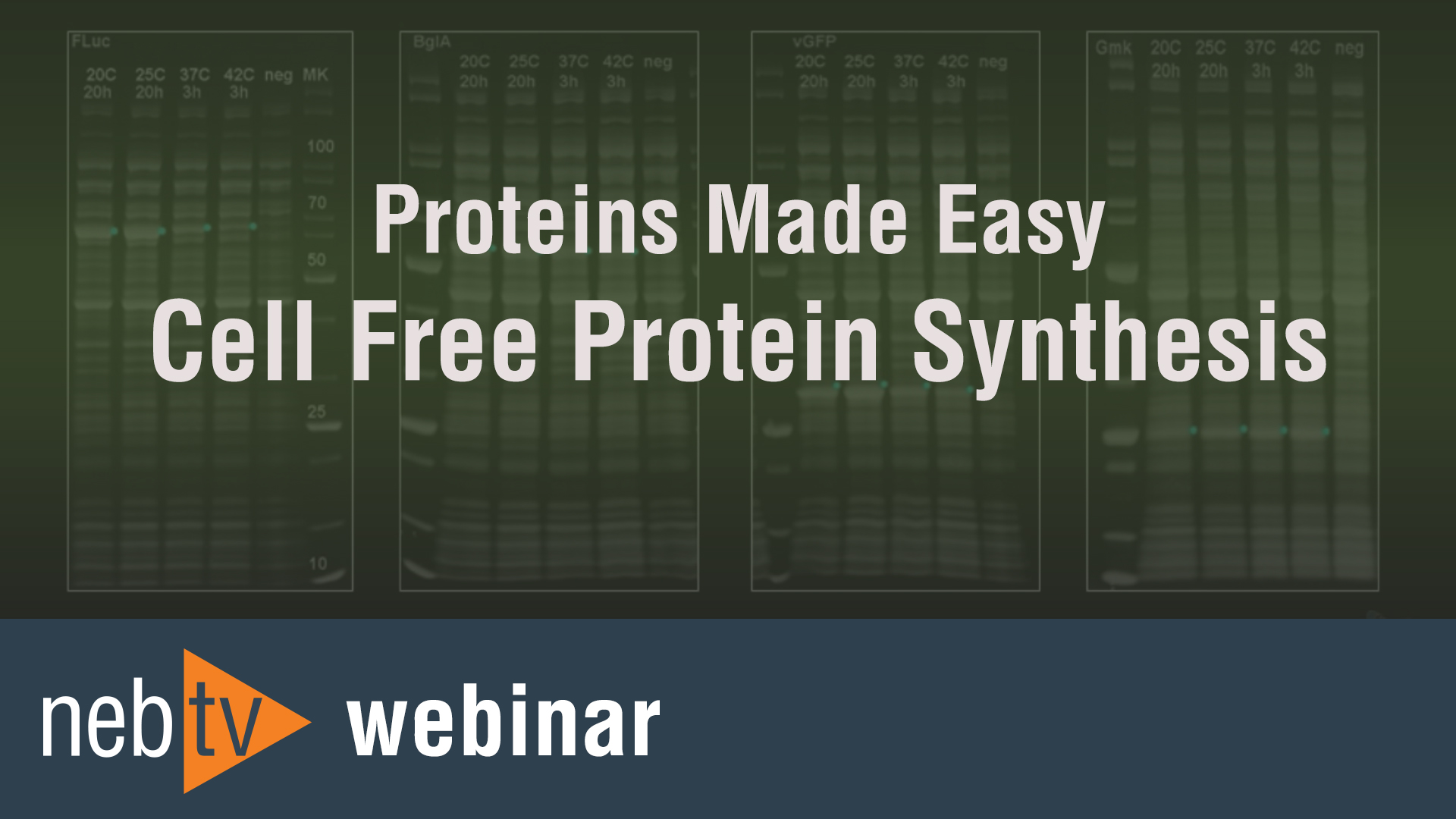 NEBExpress® Cell-free E. coli Protein Synthesis System | NEB