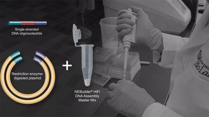 NEBuilder® HiFi DNA Assembly Cloning Kit | NEB