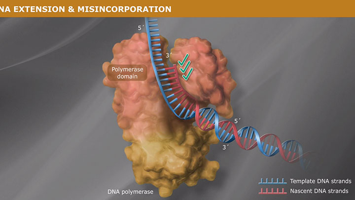 What does exonuclease activity mean for a DNA polymerase? | NEB