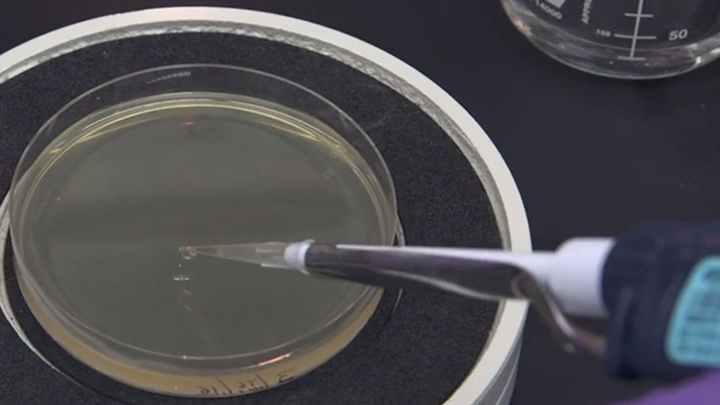 The Mechanism of Transformation with Competent Cells | NEB