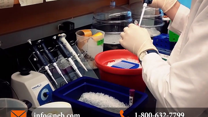 NEB Technical Support | NEB