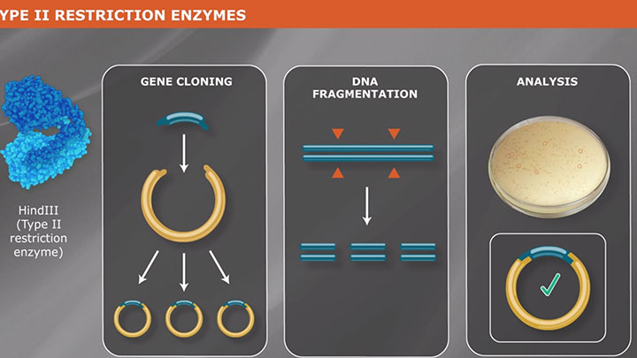 Restriction Enzyme Digestion | NEB