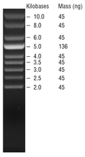 Supercoiled DNA Ladder | NEB