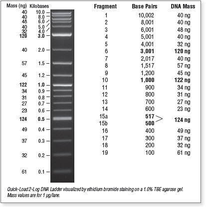 Q5® High-Fidelity PCR Kit | NEB