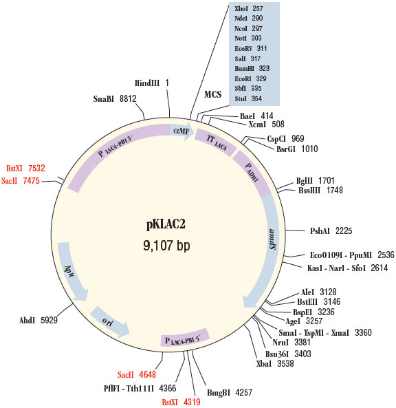 K. lactis Protein Expression Kit | NEB