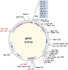 K. lactis Protein Expression Kit | NEB