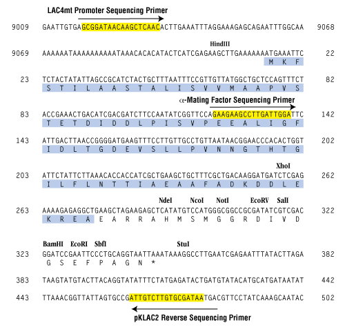 K. lactis Protein Expression Kit | NEB