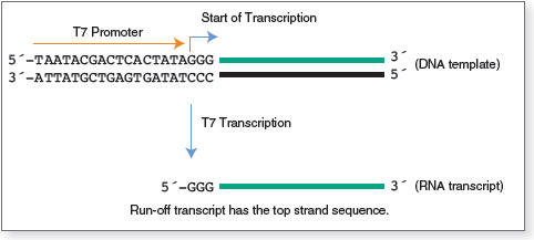 HiScribe® T7 Quick High Yield RNA Synthesis Kit | NEB