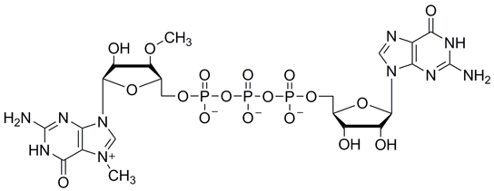 HiScribe® T7 ARCA mRNA Kit | NEB
