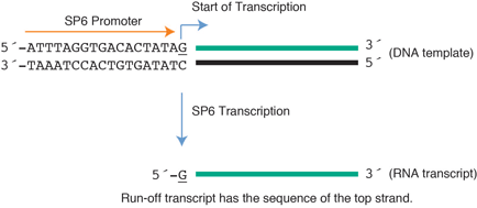 HiScribe® SP6 RNA Synthesis Kit | NEB