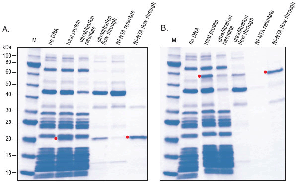 PURExpress® Δ Ribosome Kit | NEB