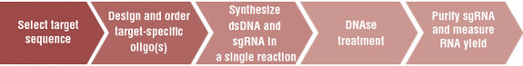EnGen® sgRNA Synthesis Kit, S. pyogenes | NEB