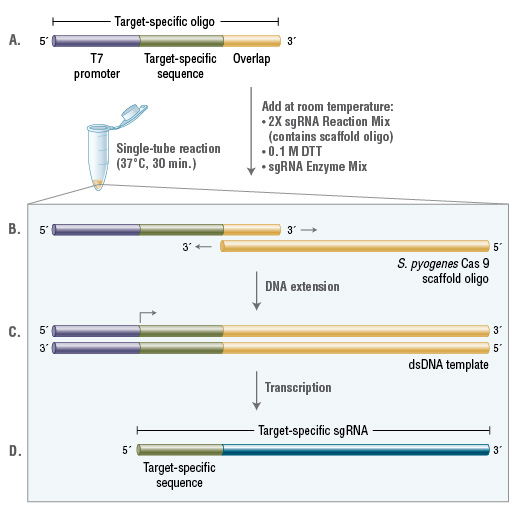 EnGen® sgRNA Synthesis Kit, S. pyogenes | NEB