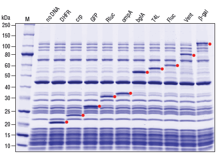 PURExpress® In Vitro Protein Synthesis Kit | NEB