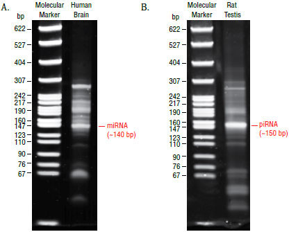 Size Selection using AMPure XP Beads | NEB
