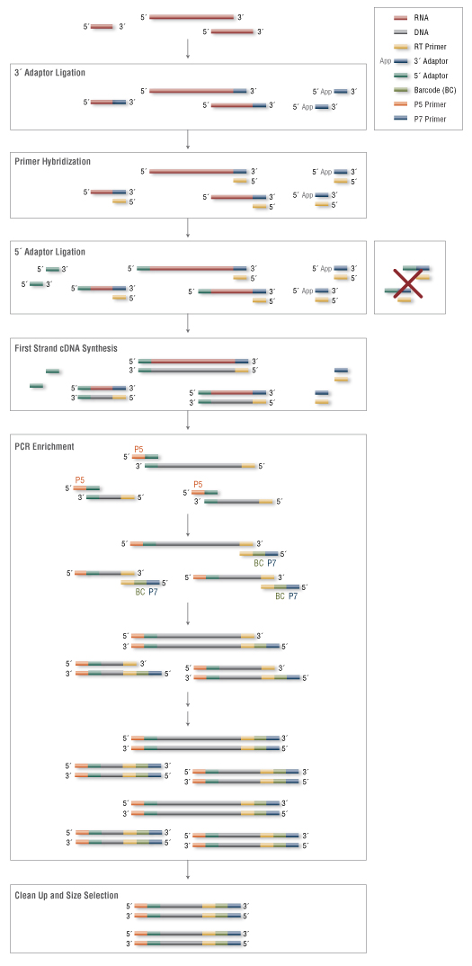 NEBNext Multiplex Small RNA Library Prep Kit for Illumina (Index ...
