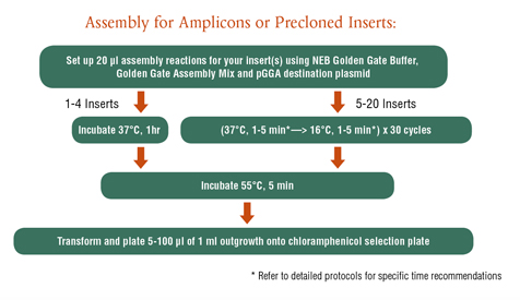 NEB® Golden Gate Assembly Mix | NEB