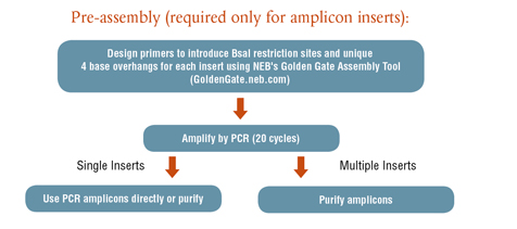 NEB® Golden Gate Assembly Mix | NEB