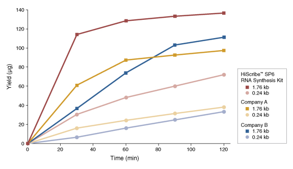 HiScribe® SP6 RNA Synthesis Kit | NEB