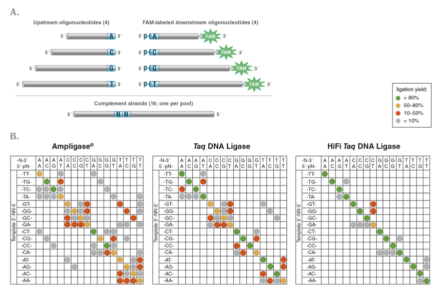 HiFi Taq DNA Ligase | NEB