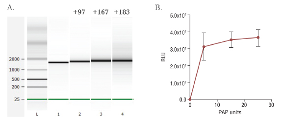 E. coli Poly(A) Polymerase | NEB