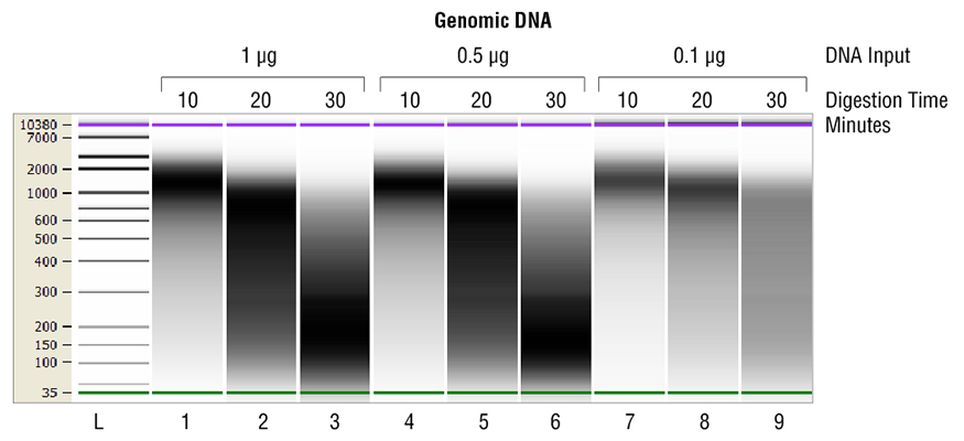 NEBNext® dsDNA Fragmentase® | NEB