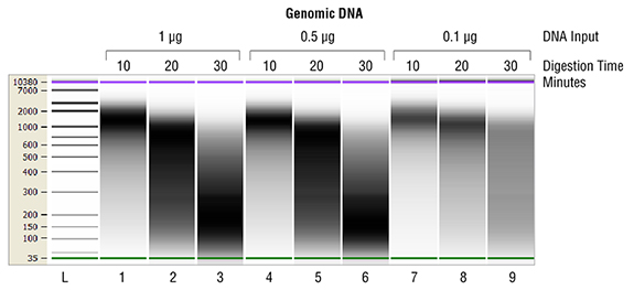 NEBNext® dsDNA Fragmentase® | NEB