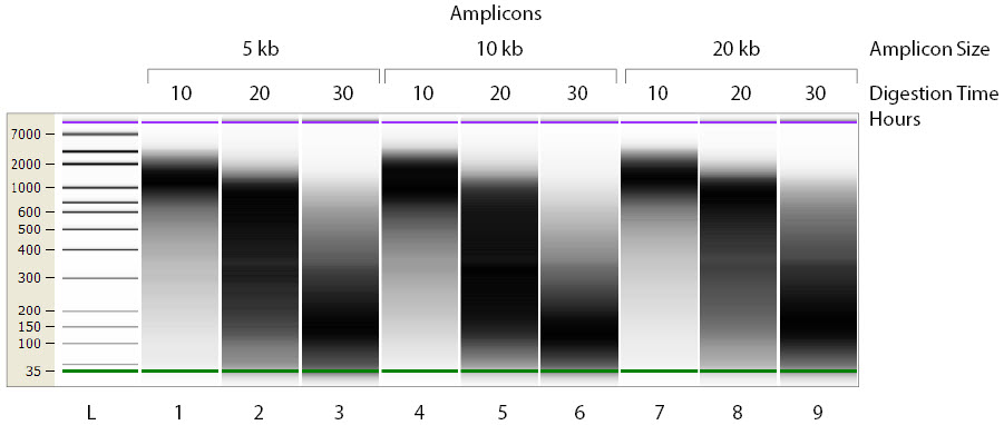 NEBNext® dsDNA Fragmentase® | NEB