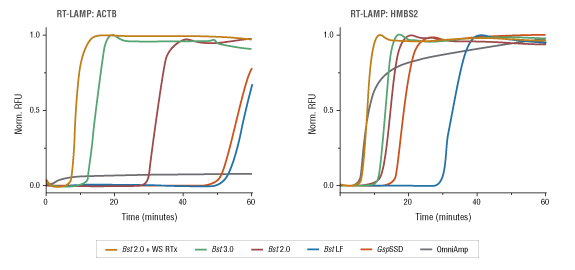 Bst 3.0 DNA Polymerase | NEB
