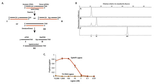 SplintR® Ligase | NEB