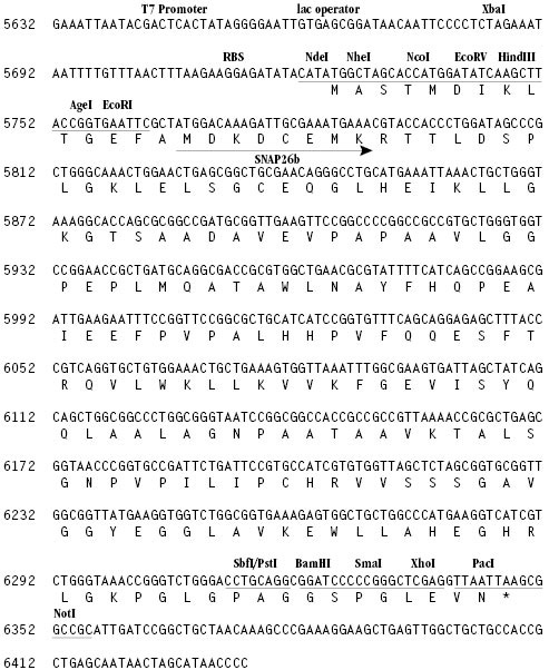 pSNAP-tag® (T7)-2 Vector | NEB