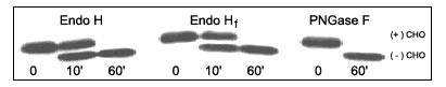Endo H | NEB