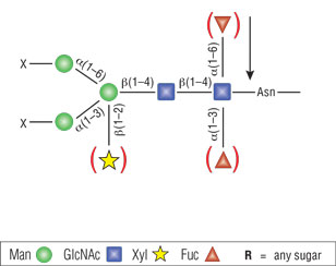 PNGase A | NEB