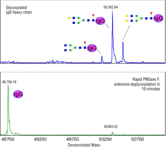 Rapid PNGase F | NEB