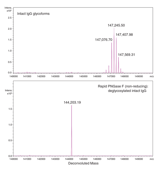 Rapid™ PNGase F (non-reducing format) | NEB