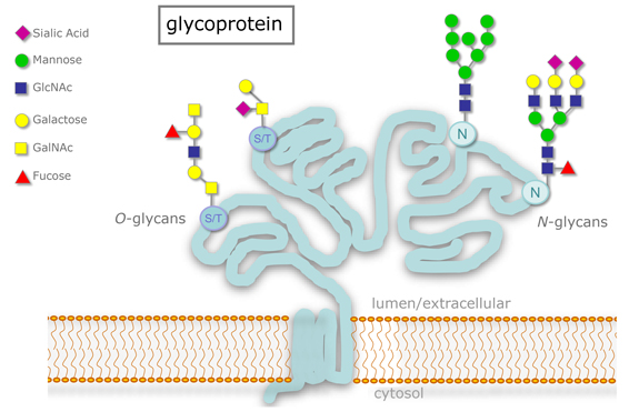 Protein Deglycosylation Mix II | NEB