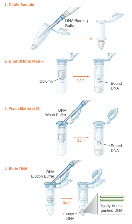 Monarch® PCR & DNA Cleanup Kit (5 μg) | Purification Kits | NEB