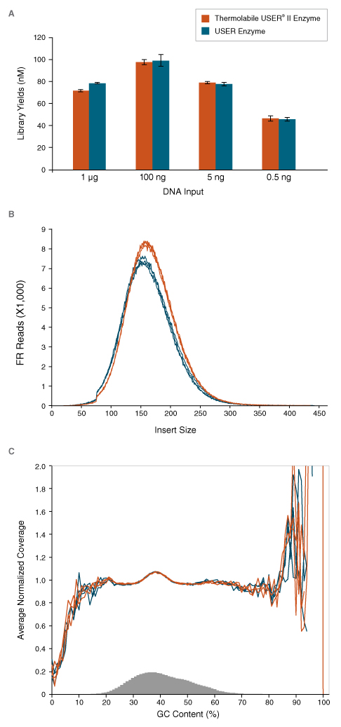 Thermolabile USER® II Enzyme | NEB