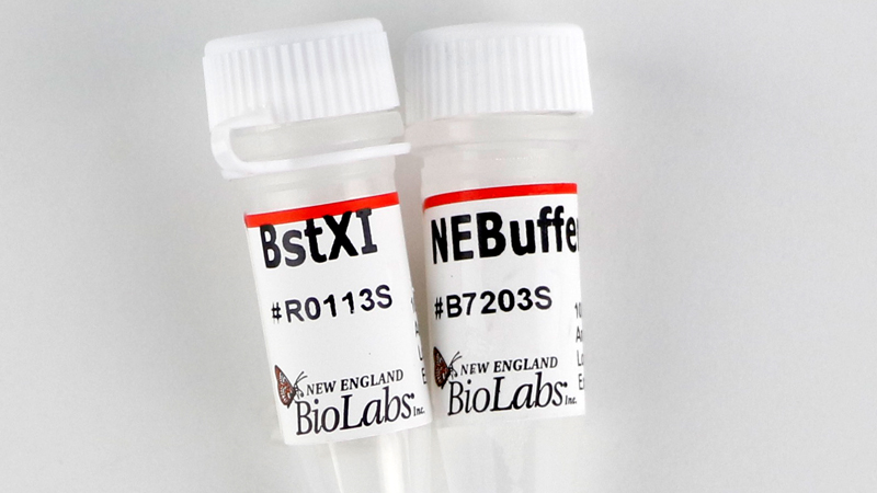 BglII NEB, 56% OFF | brunofuga.adv.br