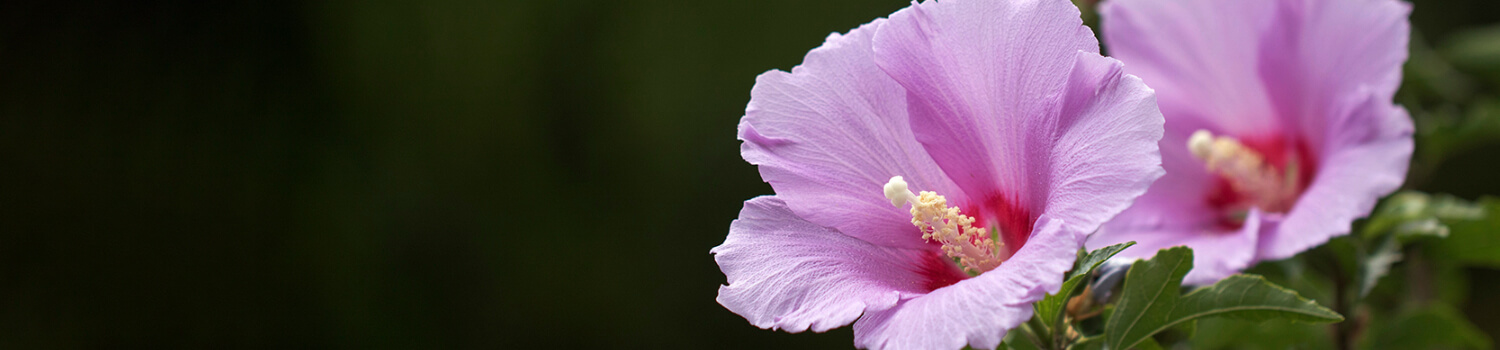 뉴잉글랜드바이오랩스코리아(유)를 소개합니다. | NEB