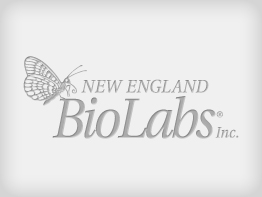 PNGase F (Glycerol-free) | NEB