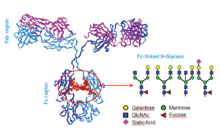 carbohydrate branch function