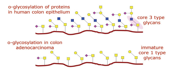 carbohydrate branch function