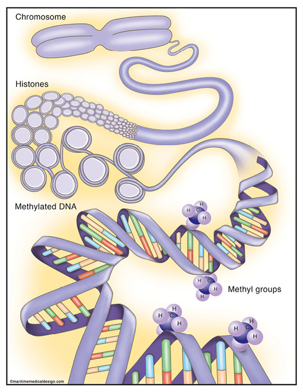 Epigenetics - Expanding on Genomic Foundations | NEB
