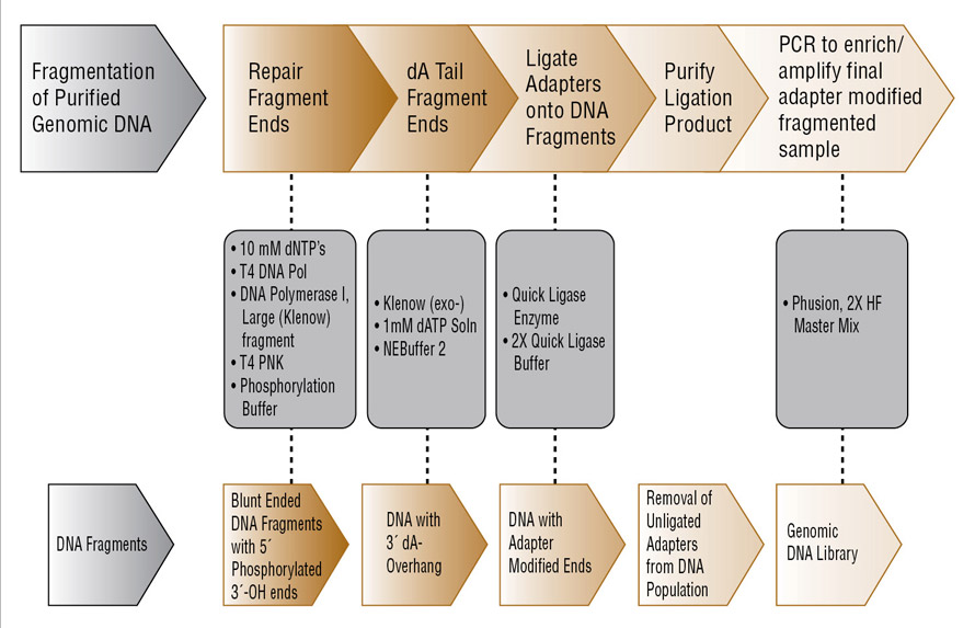 genomic library construction steps