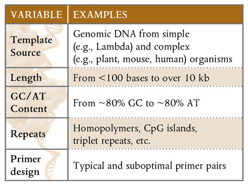 Understanding Variability in DNA Amplification Reactions | NEB