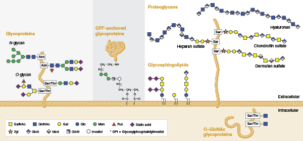 Glycomics: A rapidly evolving field with a sweet future | NEB