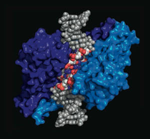 A Modern Day Gene Genie Sir Richard Roberts on Rebase | NEB