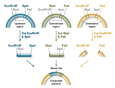 BioBrick® Assembly | NEB