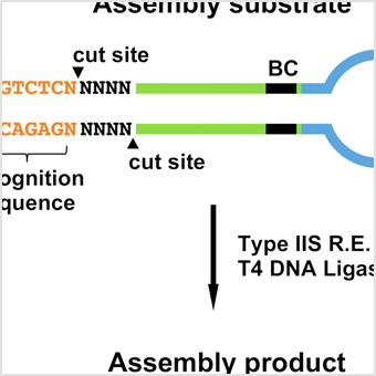 Applications of Ligase Fidelity Data & Tools | NEB